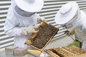 Home - Center For Honeybee Research